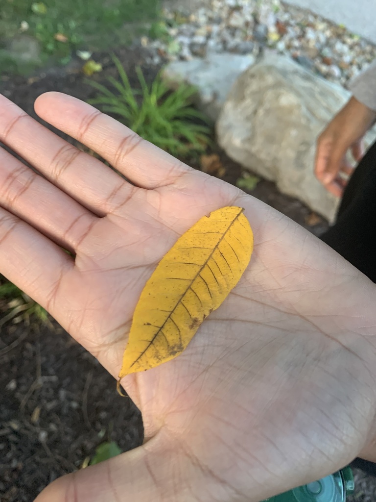 eastern black walnut from Saint Francis Colonnade, Indianapolis, IN, US ...