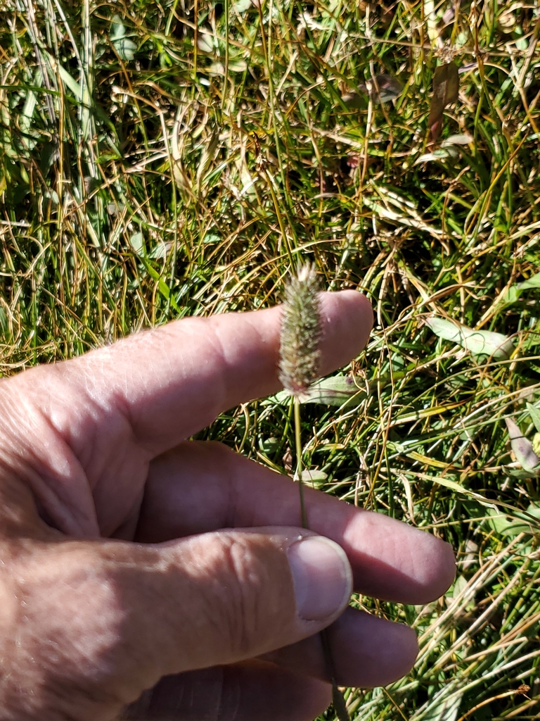 Timothy grass from Park County, WY, USA on September 19, 2022 at 03:38 ...