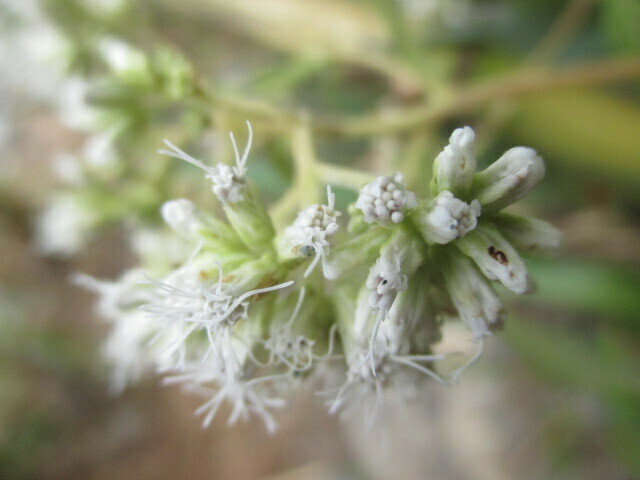 Austroeupatorium inulifolium from Via Quebrada Sunungo, Vilcabamba ...