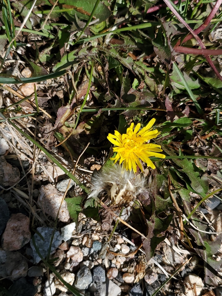 common dandelion from Park, Wyoming, United States on September 19 ...
