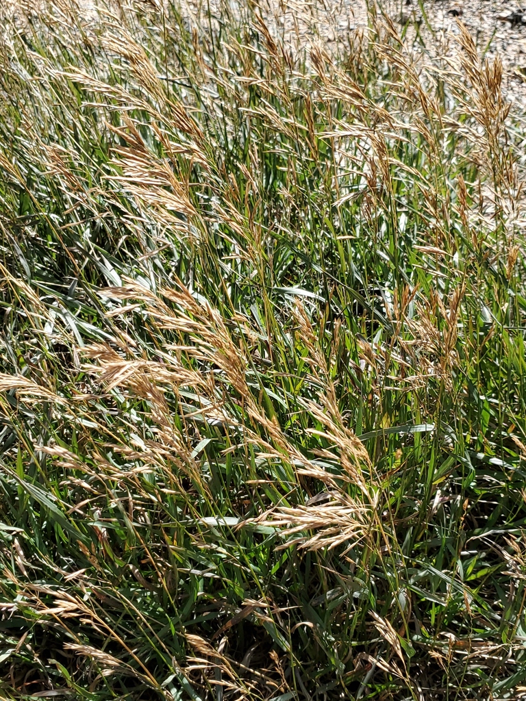 Smooth Brome from Park, Wyoming, United States on September 19, 2022 at ...