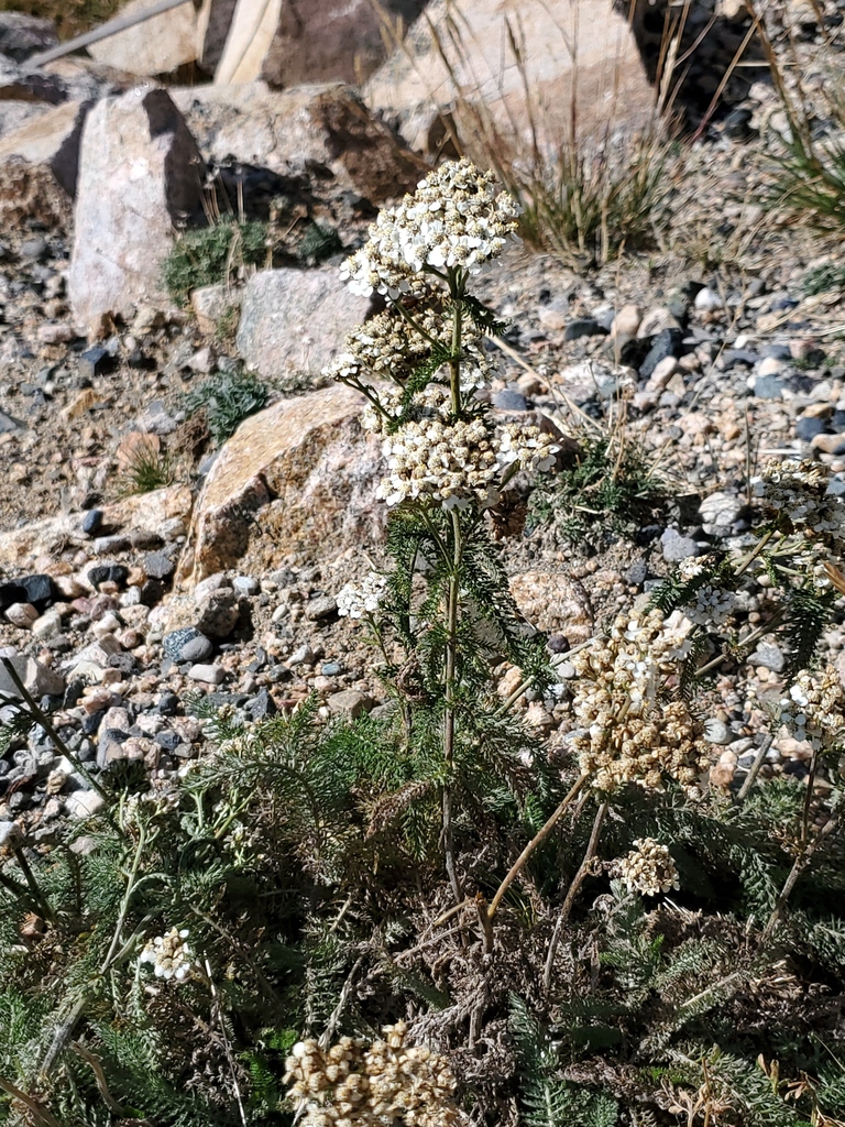 common yarrow from Park, Wyoming, United States on September 19, 2022 ...