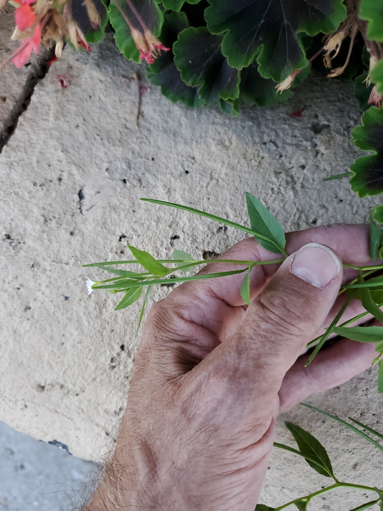 willowherbs from Yellowstone, Montana, United States on September 19 ...