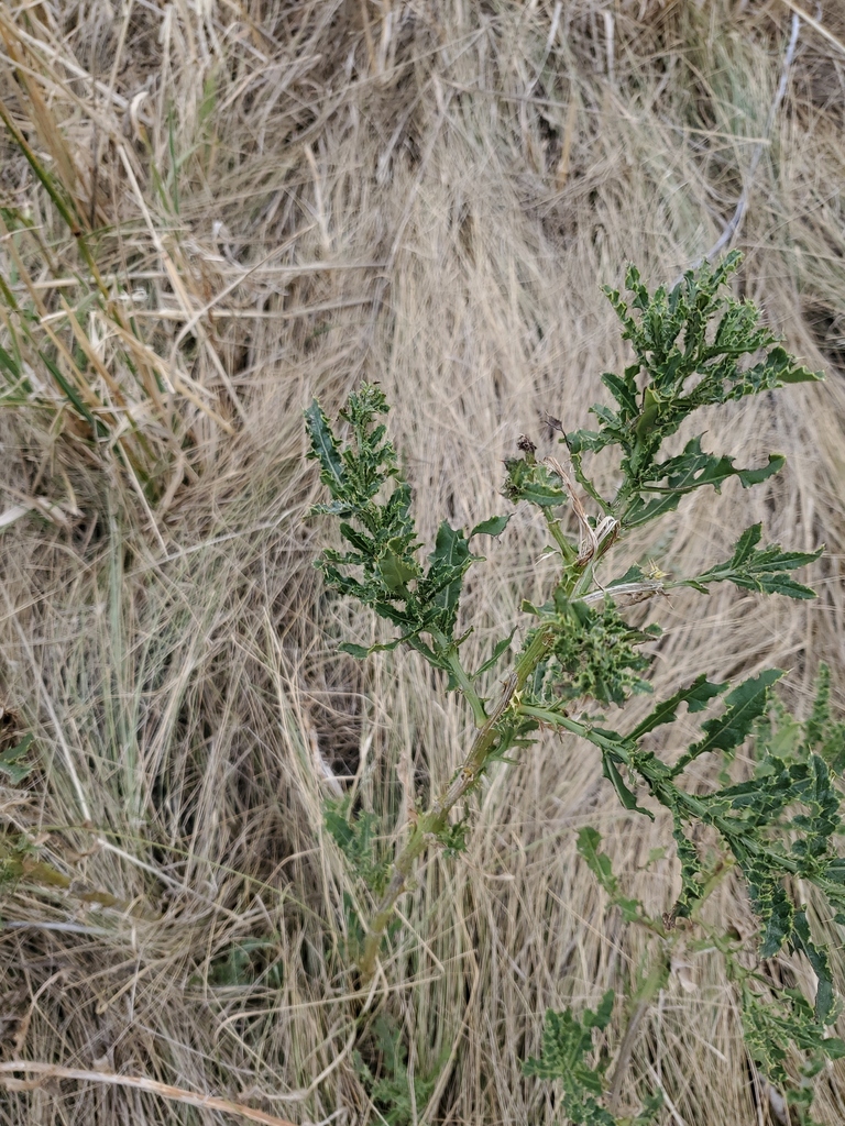 creeping thistle from Musselshell, Montana, United States on September ...