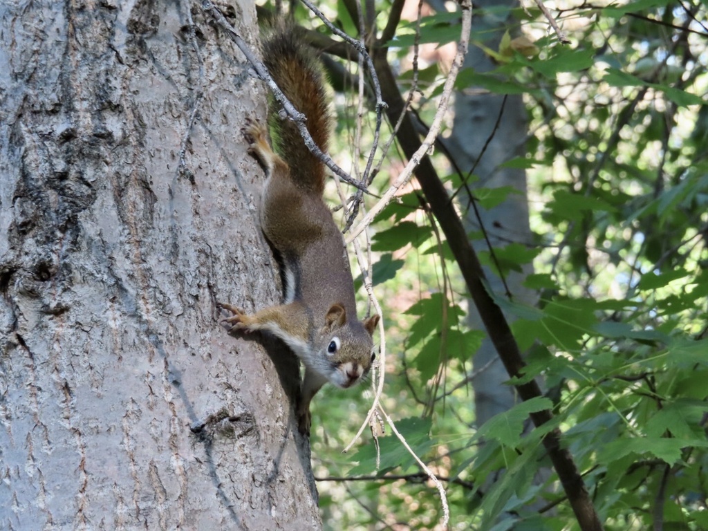 American Red Squirrel from Mission Creek Regional Park, Kelowna, BC, CA ...