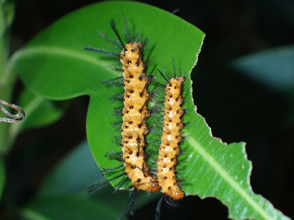 Polka-Dot Wasp Moth from Malaga Dr, Boca Raton, FL, US on March 16 ...