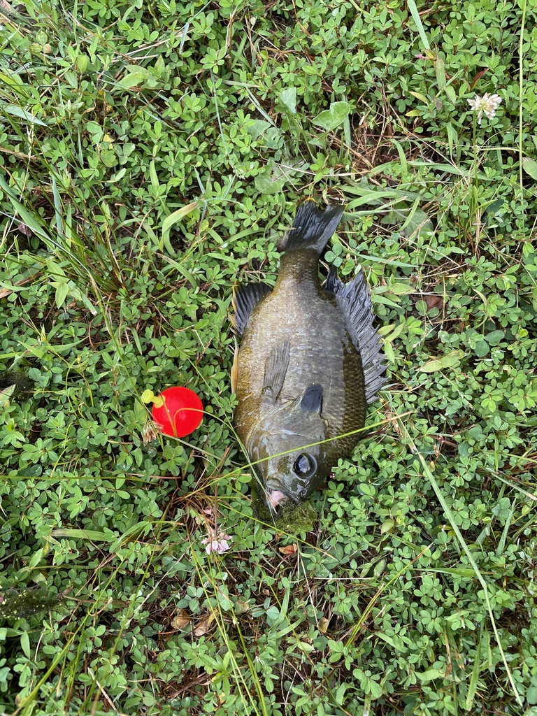 Common Sunfishes from Level Rd, Churchville, MD, US on June 23, 2022 at ...