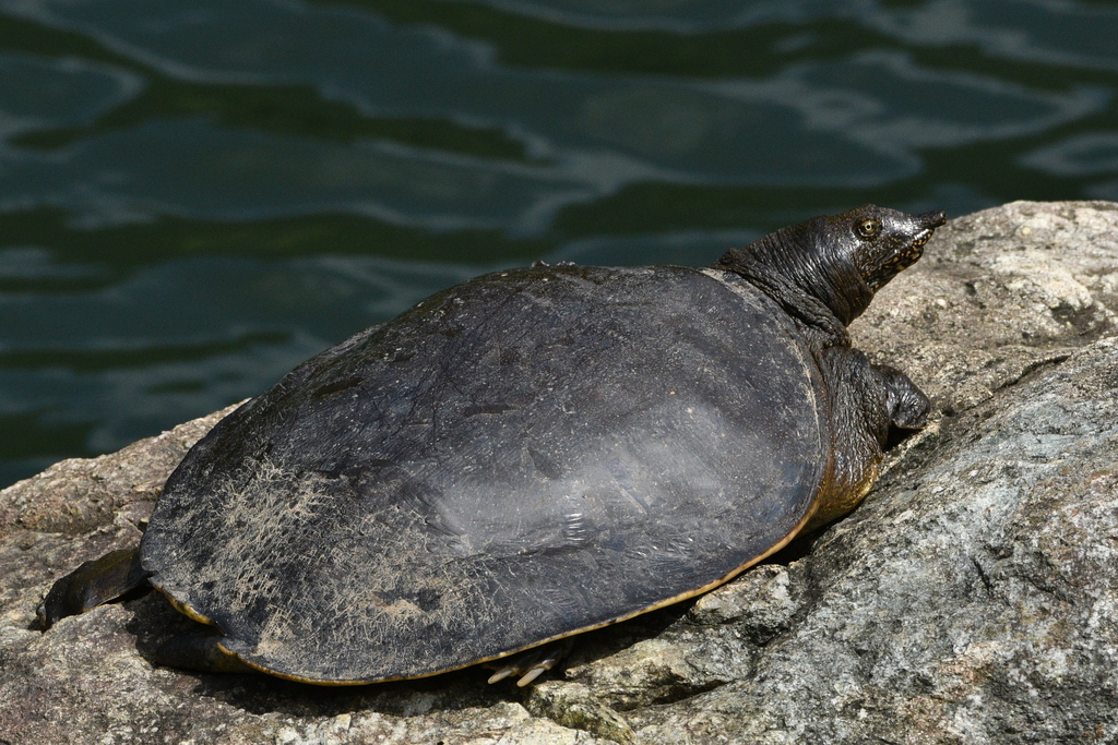 Amur Softshell Turtle from 대한민국 경상남도 거제시 삼거동 on July 24, 2022 at 01:43 ...