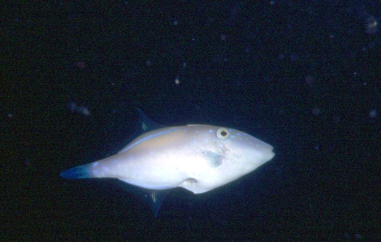 Bluefin Leatherjacket (Thamnaconus degeni) - Marine Life Identification
