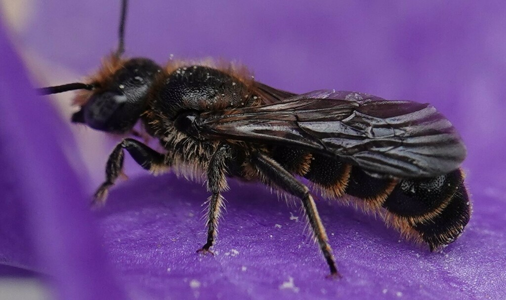 Rampion Scissor Bee from 11 Seymour Ave, Toronto, ON M4J 3T3, Canada on ...