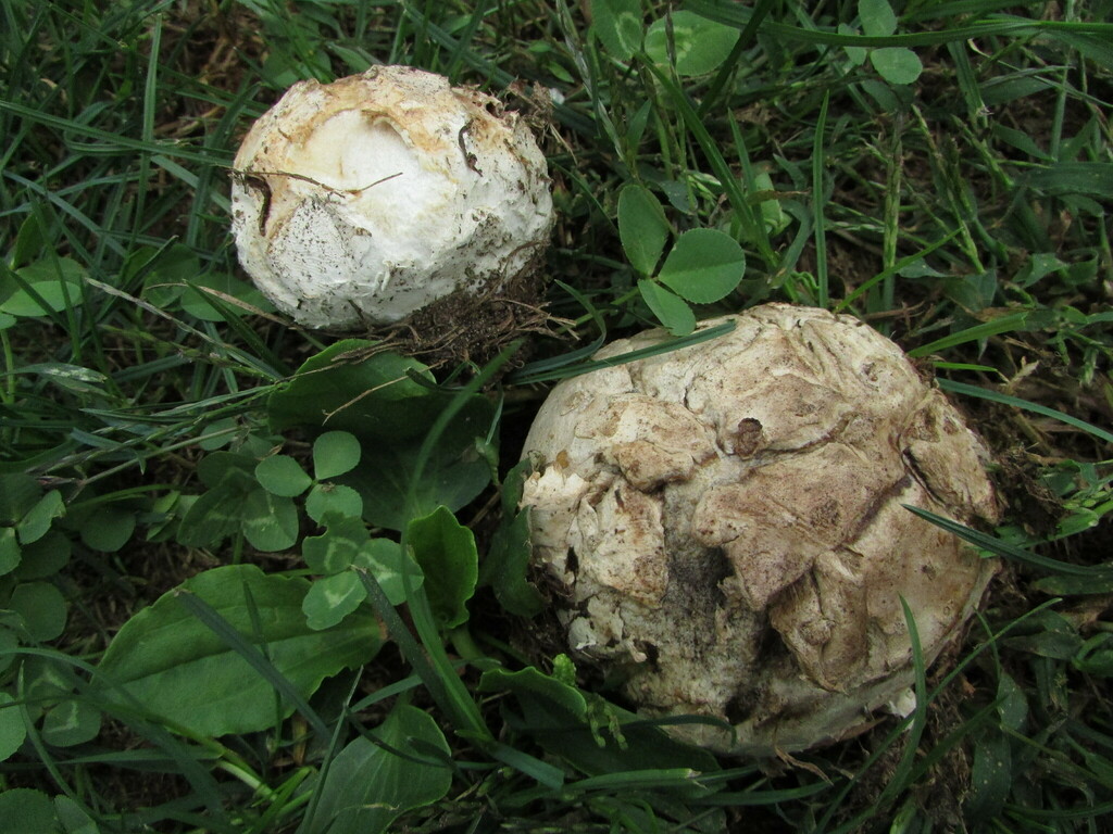 Giant Pasture Puffball from Keeseville, NY 12944, USA on September 15 ...