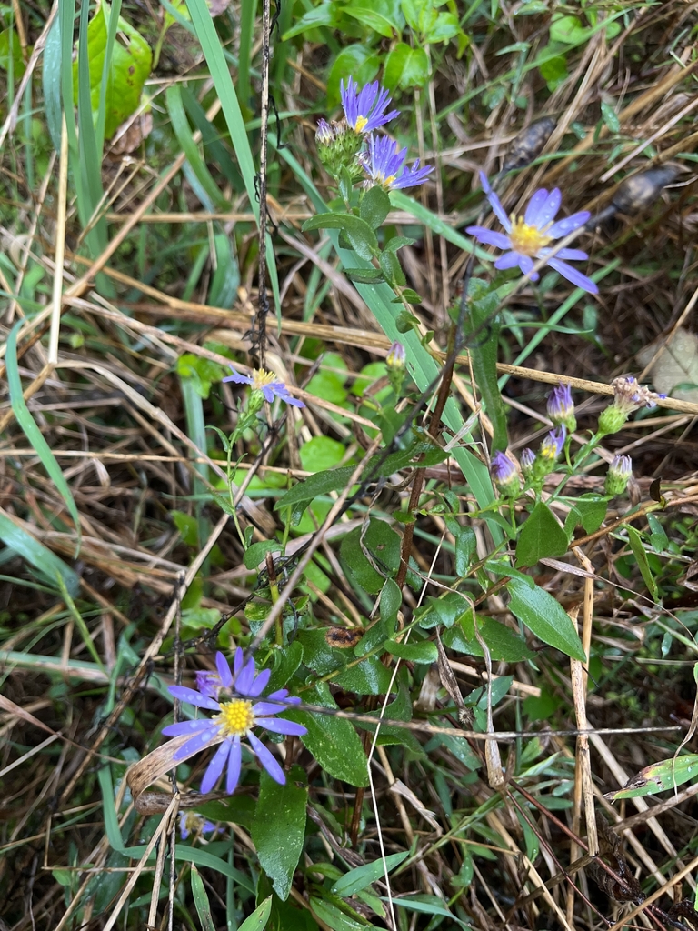 late purple aster in September 2022 by Bonnie Isaac · iNaturalist