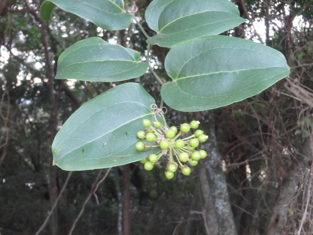 Austral Sarsaparilla (Smilax australis) - Botanical Realm