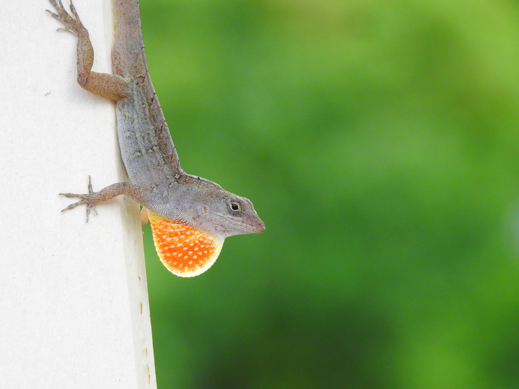 Brown Anole from Orange, Florida, United States on September 03, 2022 ...