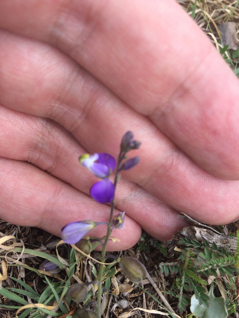 Polygala compacta from Cadereyta de Montes, Qro., México on August 14 ...