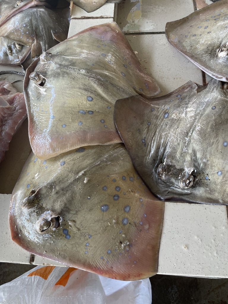 Neotrygon orientale from Borneo, Kota Kinabalu, Sabah, MY on September ...