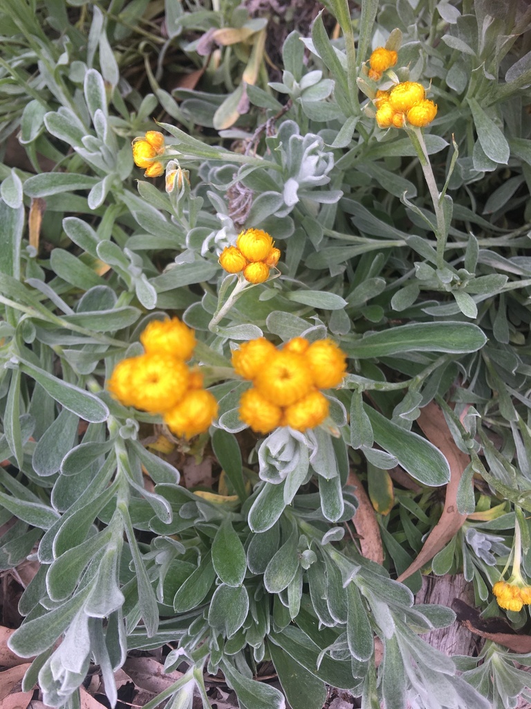 Common Everlasting (Darebin Gardens for Wildlife plant guide) · iNaturalist