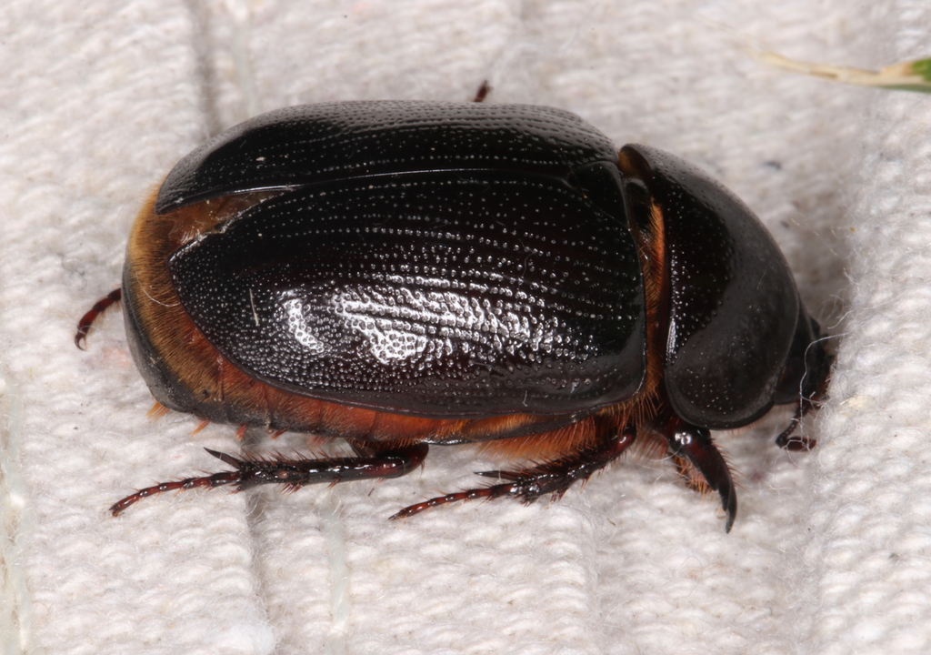 Scarabs from Erie County, OH, USA on August 15, 2018 at 08:41 PM by ...