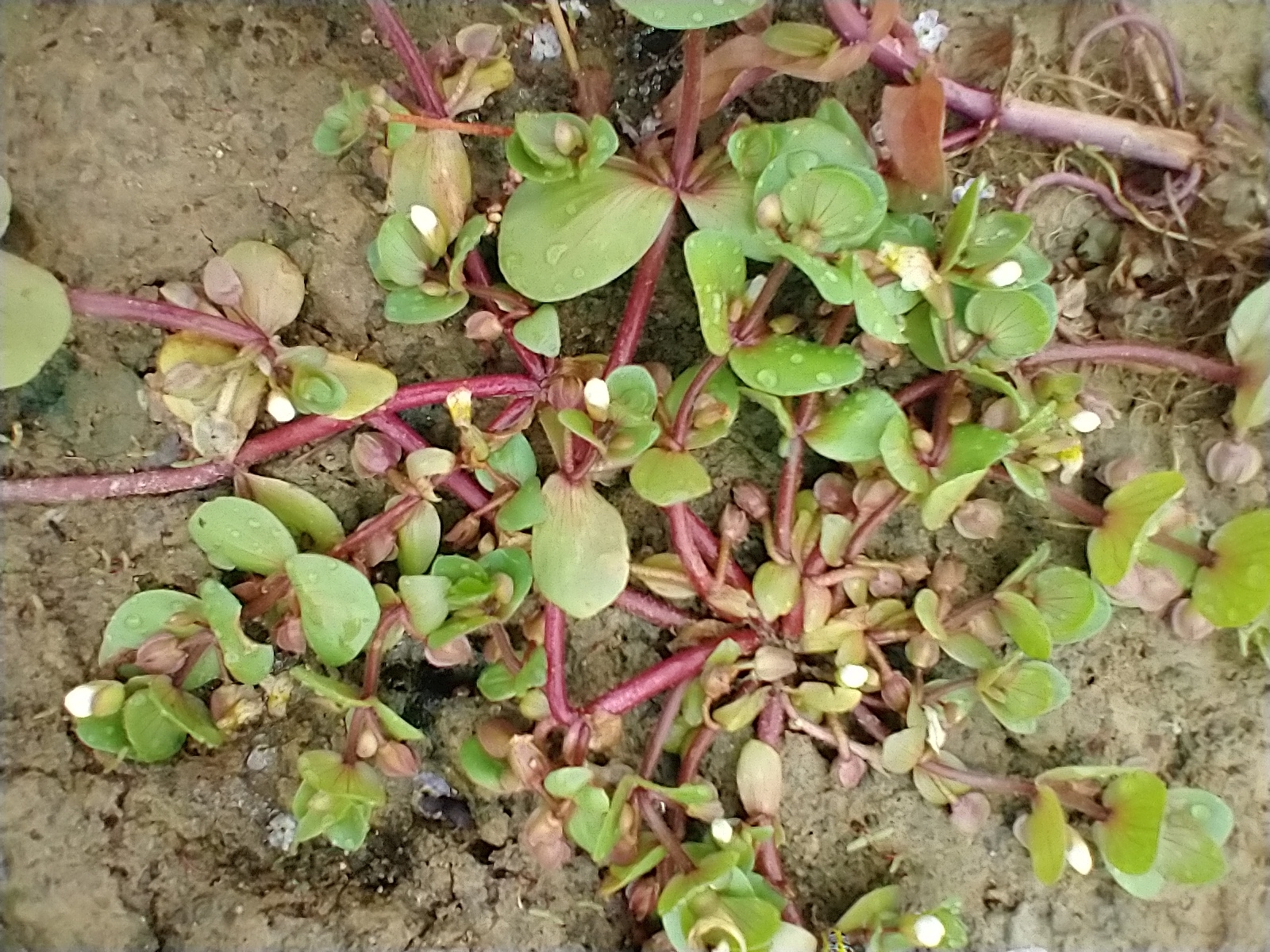 Bacopa Rotundifolia