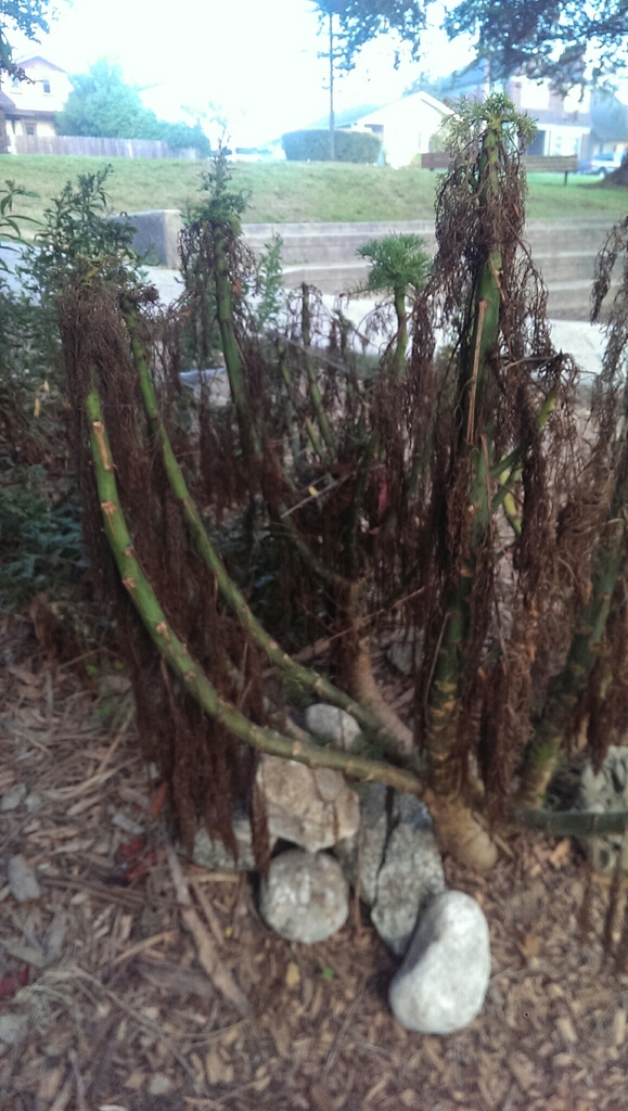 giant coreopsis from 118 Brook Ave, Santa Cruz, CA 95062, USA on August ...