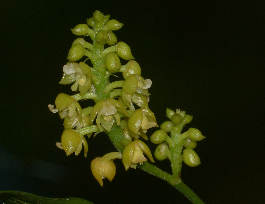 yellow helmet orchid (Orquídeas de Cunha) · iNaturalist