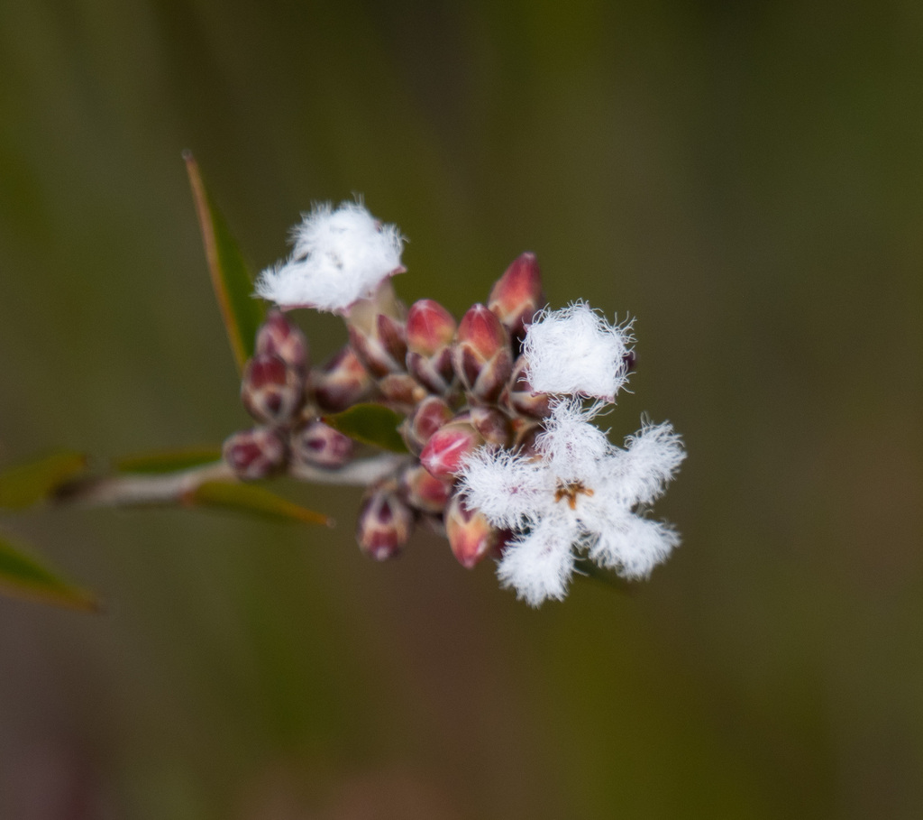 common beard-heath from Nadgee NSW 2551, Australia on September 16 ...