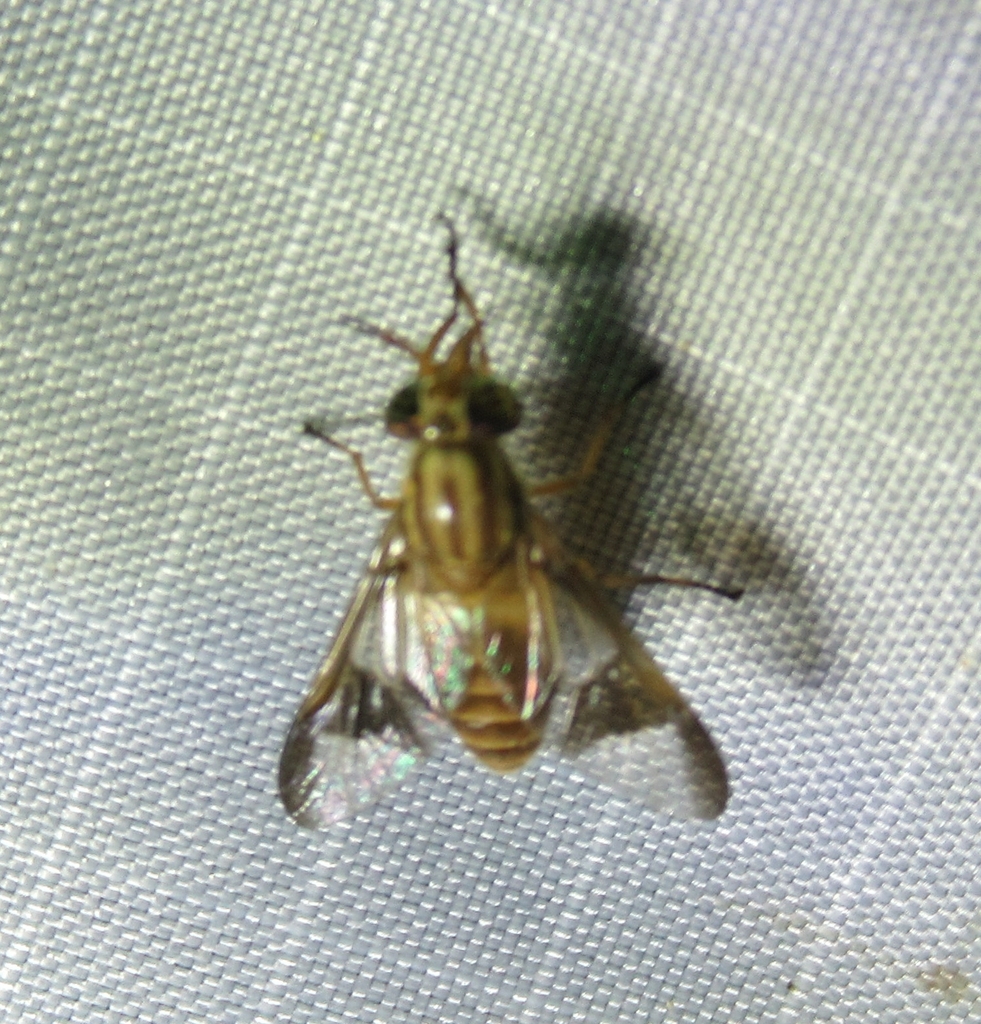 Deer Flies from Riverby Ranch, FM 79, Fannin County, TX, USA on ...