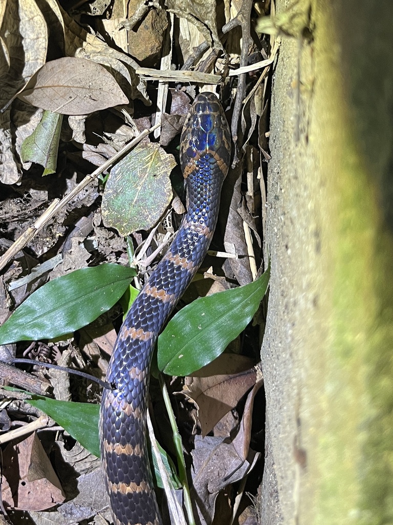 Lycodon rufozonatus rufozonatus from TW on September 17, 2022 at 08:41 ...