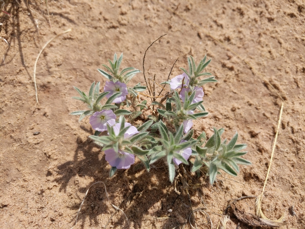 Shaggy dwarf morning-glory from Petrified Forest National Park, AZ ...