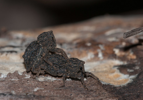 Poropterus flexuosus · iNaturalist