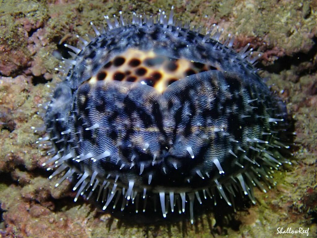 Hawaiian Tiger Cowry in September 2022 by Shallow Reef · iNaturalist