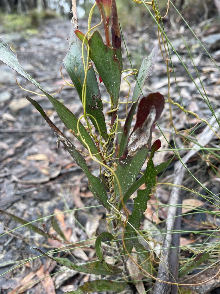 Devil's Twine from Hassans Walls Reserve, Lithgow, NSW, AU on September ...