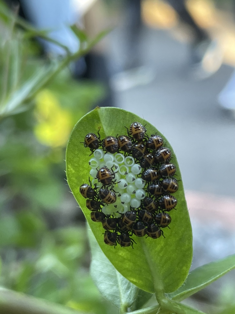 Yellow-spotted Stink Bug from 陽明山國家公園, TW on September 22, 2022 at 04: ...
