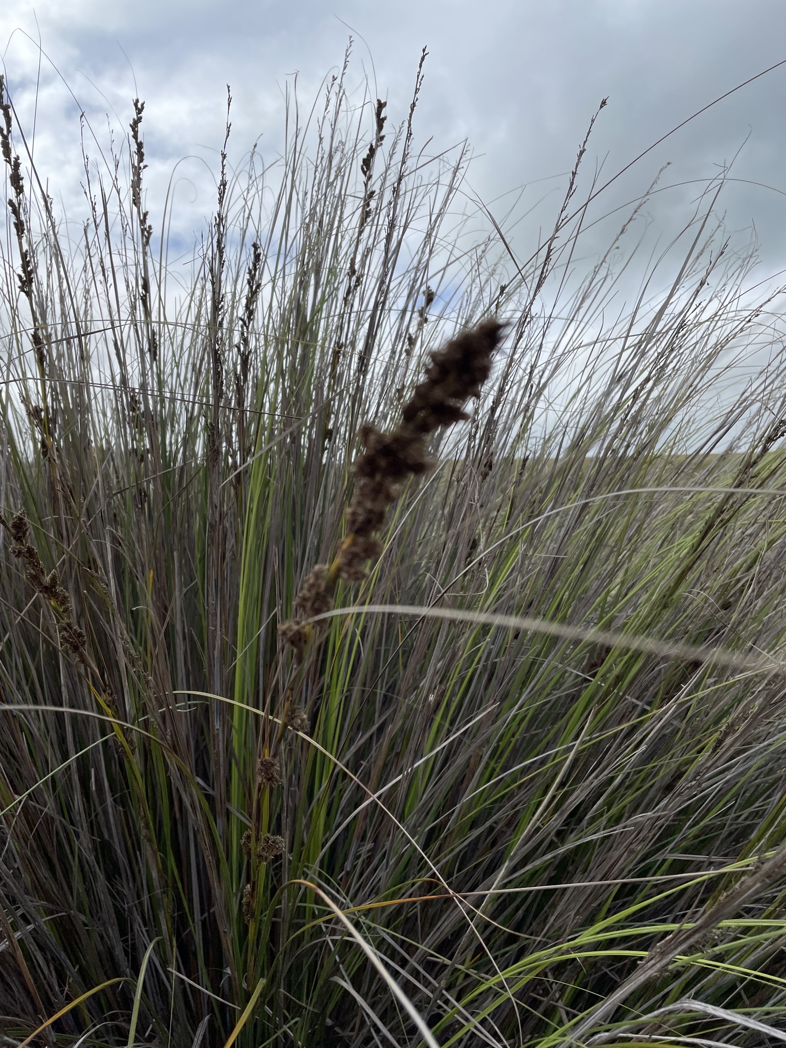 Gahnia filum (Labill.) F.Muell.