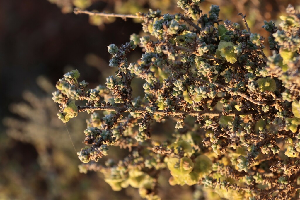 Black Bluebush from Arumpo NSW 2715, Australia on September 06, 2022 at ...