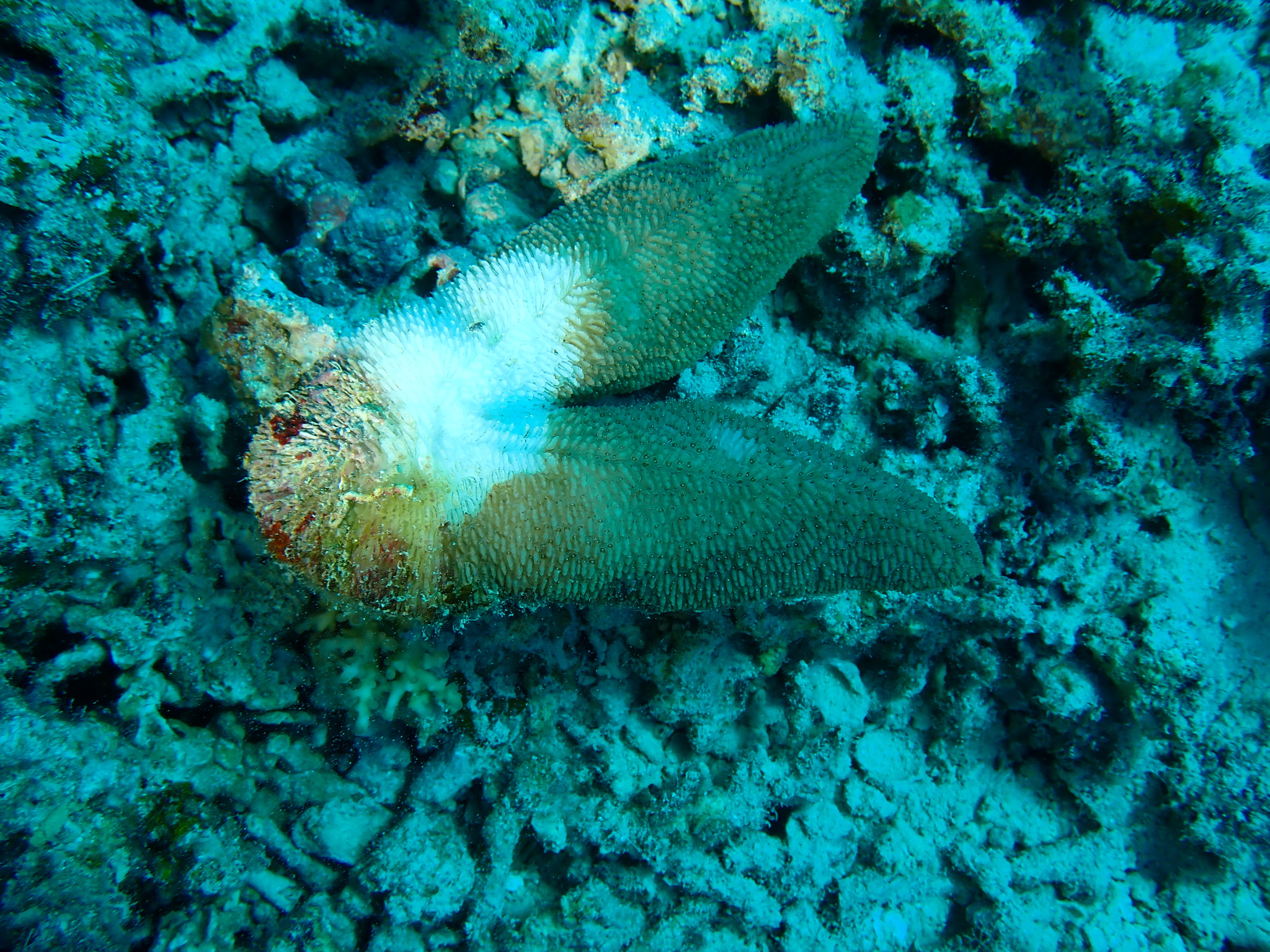 Polyphyllia talpina (Lamarck, 1801)