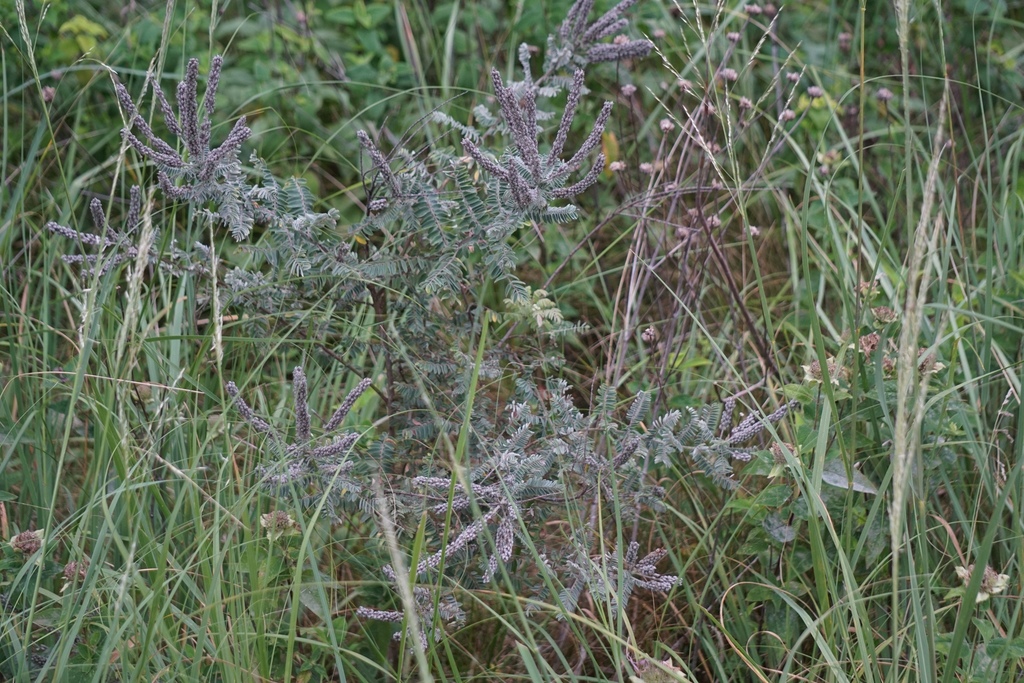 leadplant from Magic Hedge Bird Sanctuary, Chicago, IL, US on August 15 ...