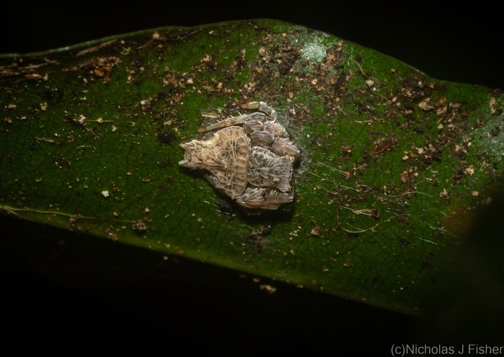 Winged Arkys from Lismore NSW 2480, Australia on July 16, 2022 at 04:05 ...