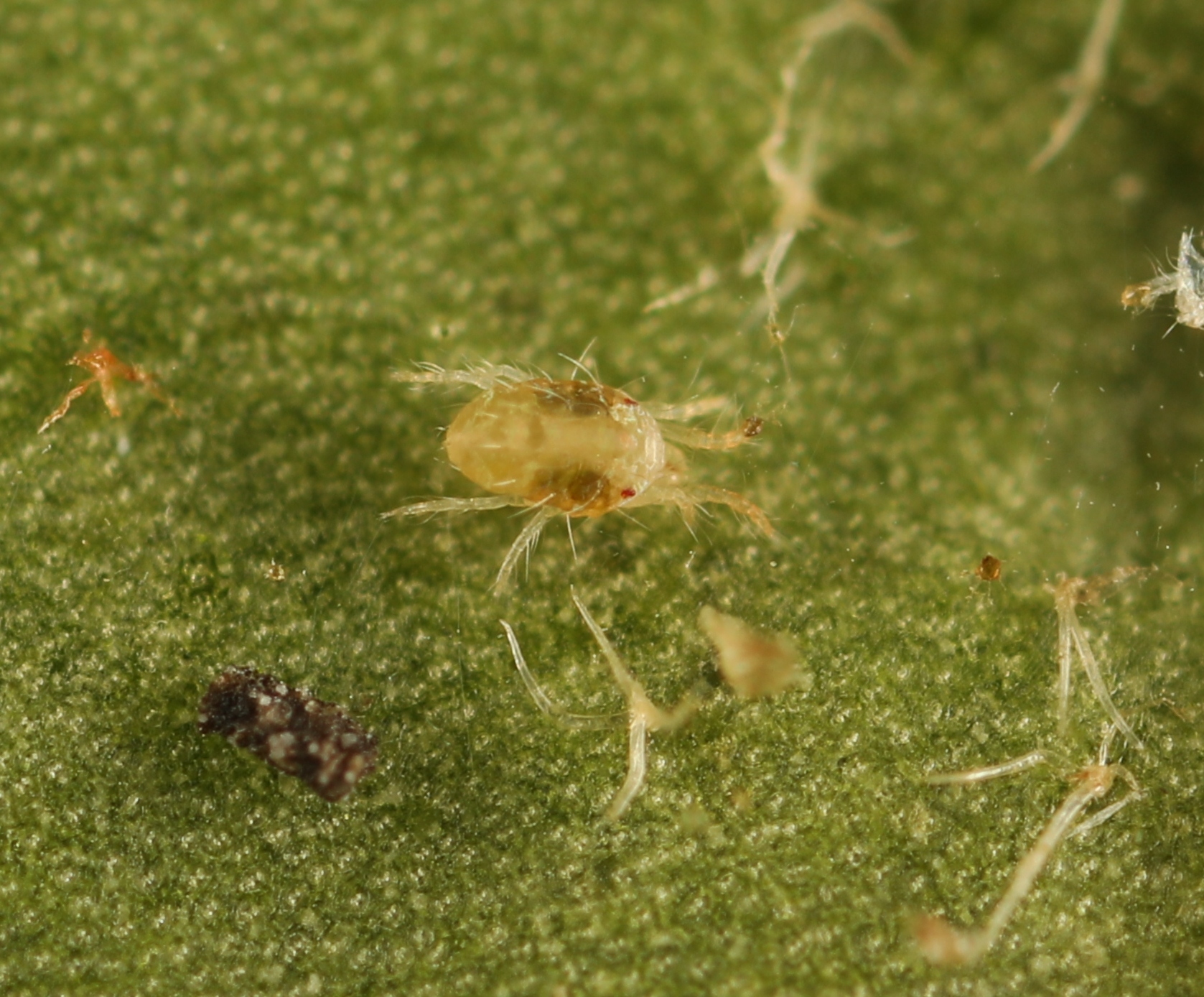 Tetranychus urticae Koch, 1836