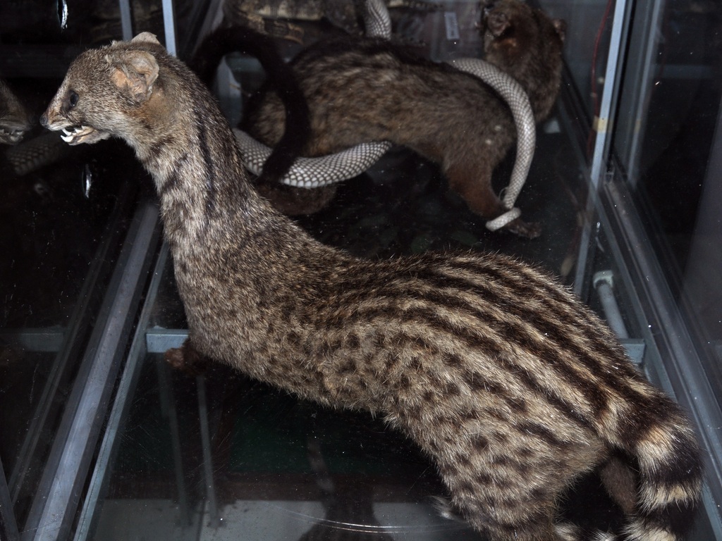 Small Southeast Asian Civet (Viverricula indica rasse) - Know Your Mammals