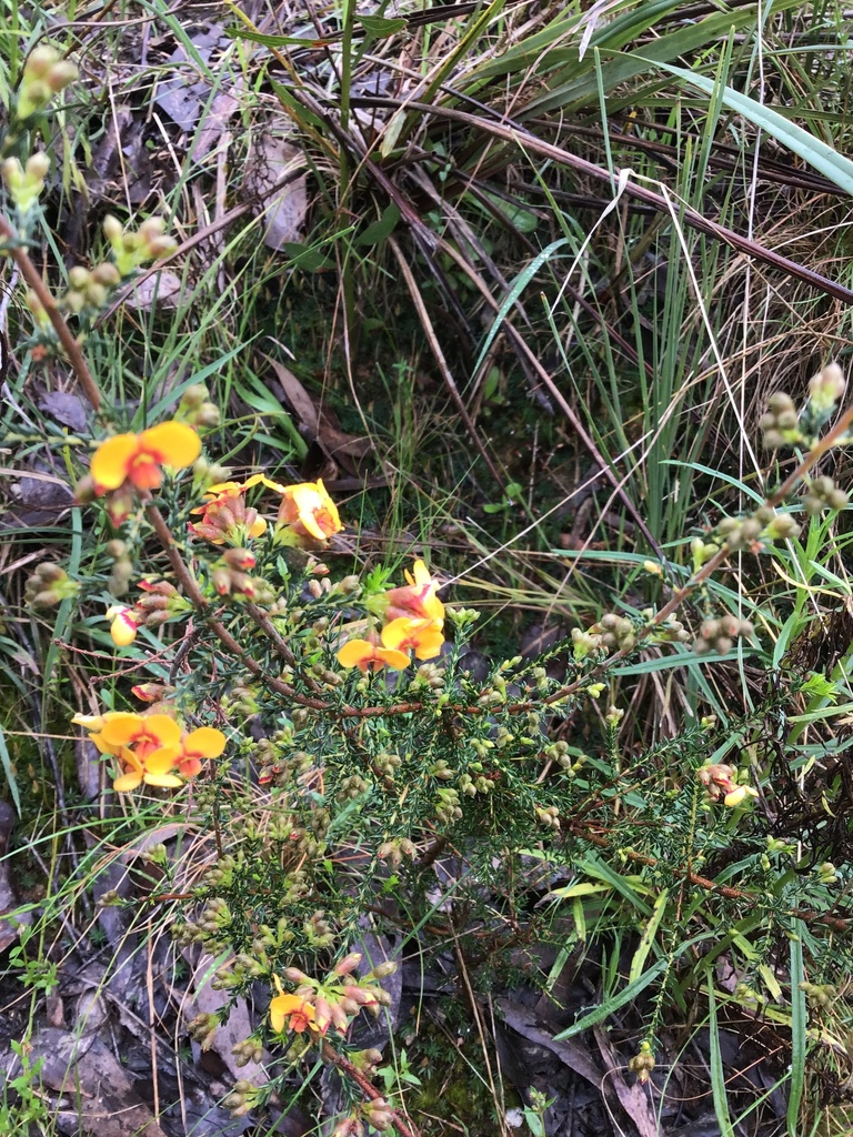 small-leaf parrot-pea from Lima East Rd, Lima East, VIC, AU on ...