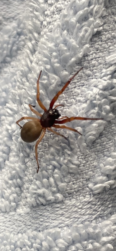 Broad-Faced Sac Spider from Gentlewind Dr, Montgomery, OH, US on ...