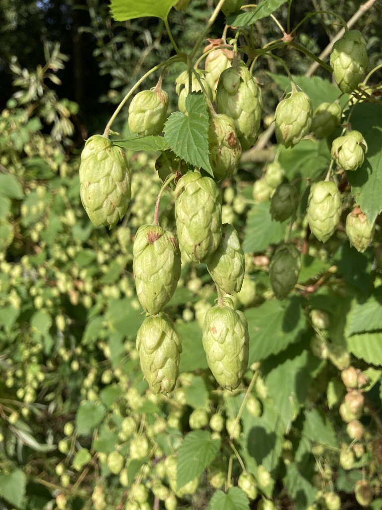 common hops from Große Wiesen, Seevetal, Niedersachsen, DE on September ...