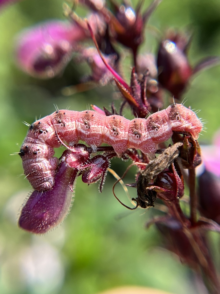 Primrose Moth from IL-25, Saint Charles, IL, US on September 15, 2022 ...