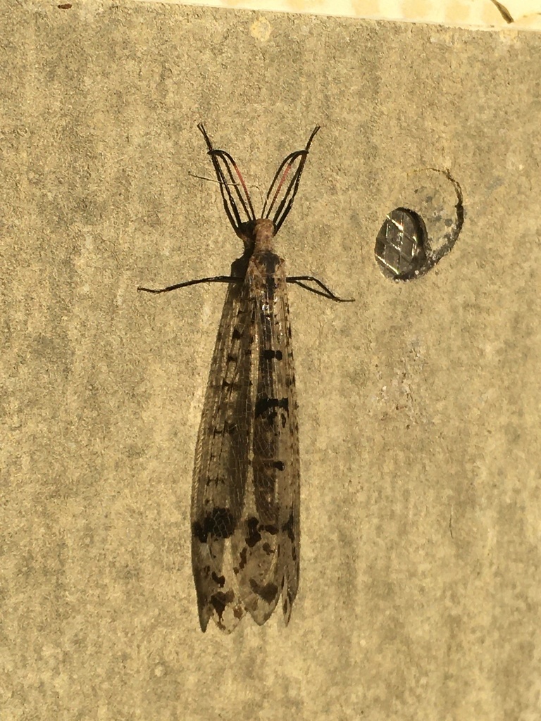 Eastern Spotted-winged Antlion from Salisbury, MD, US on September 23 ...
