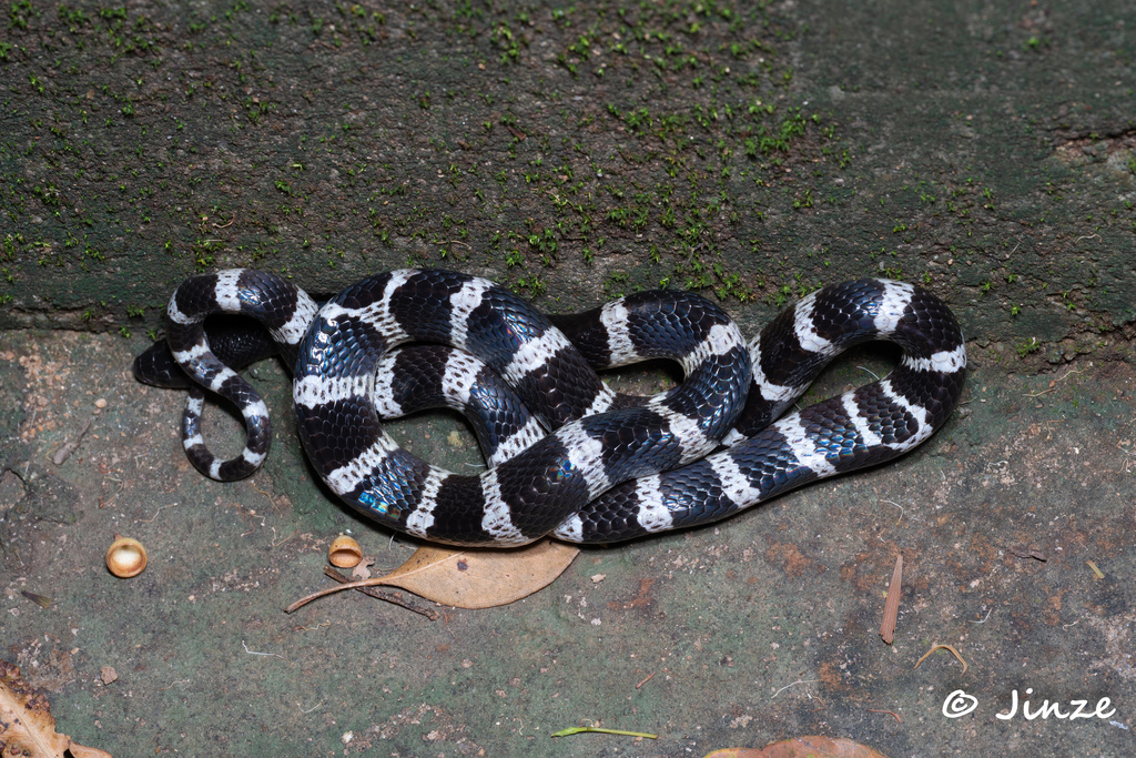 Many-banded Krait from 深圳市凤凰山 on September 20, 2022 at 11:15 PM by ...
