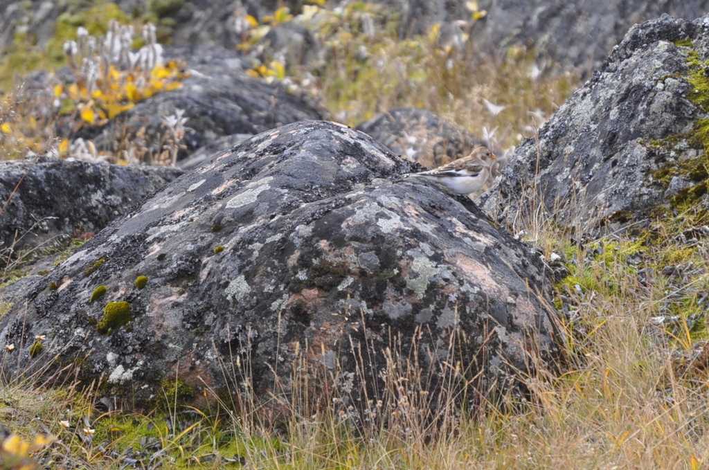 Snow Bunting from Iqaluit, NU, Canada on September 14, 2022 at 08:19 AM ...