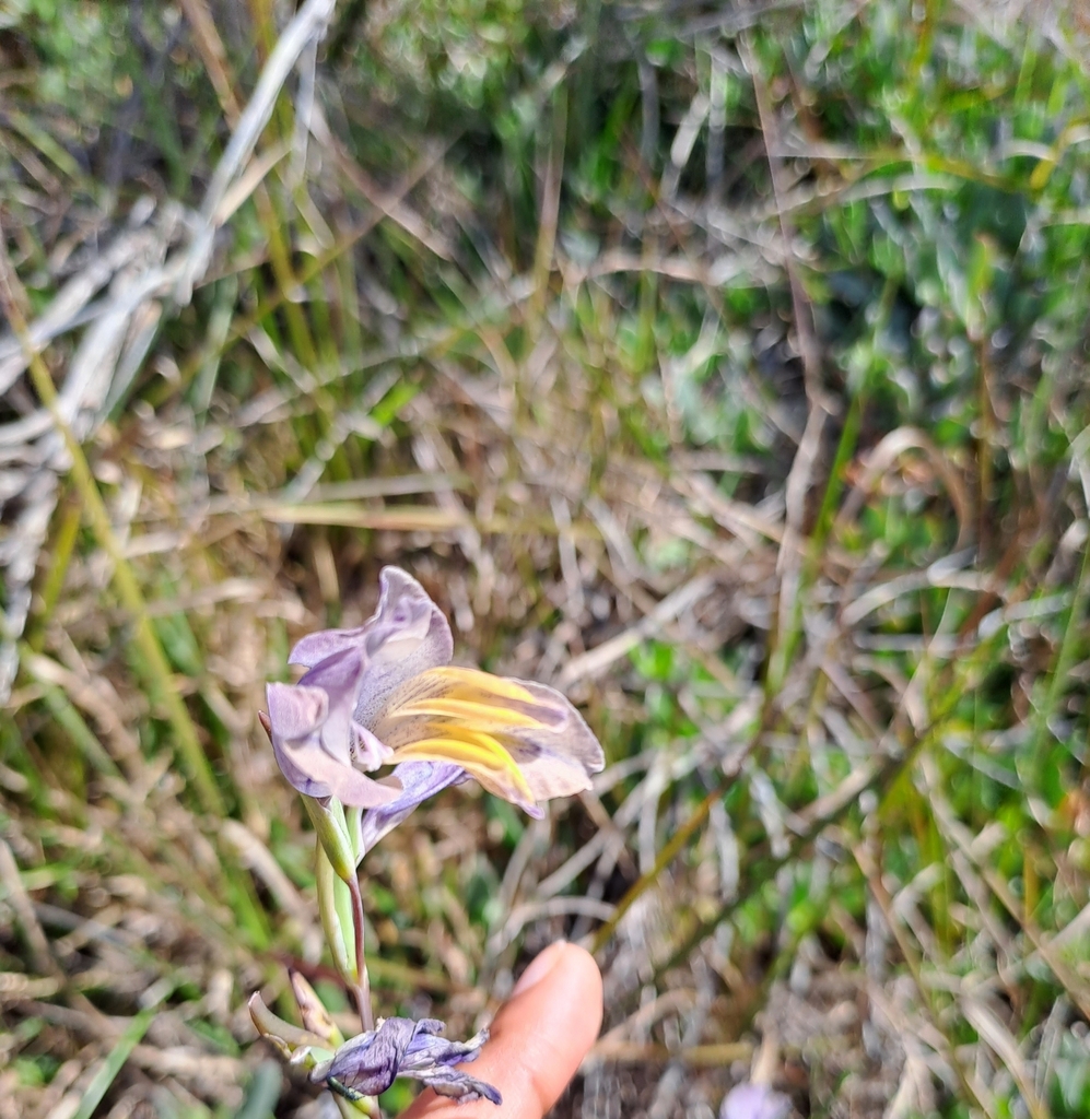 Blue Afrikaner from Cape Flats Nature Reserve on September 21, 2022 at ...
