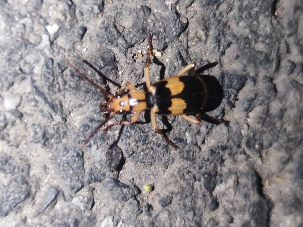 Pheropsophus jessoensis from Lishui, CN-ZJ, CN on September 23, 2022 at ...