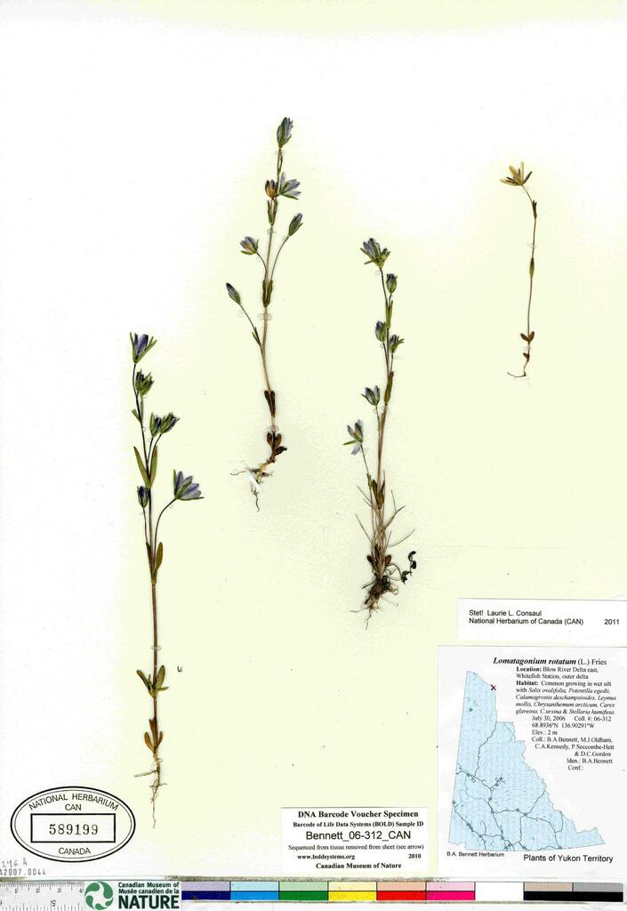 Marsh Felwort from Canada, Yukon, Blow River Delta east, Whitefish ...